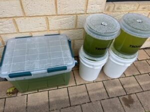Making green water -Two bucket system - Hei'Wa Medaka
